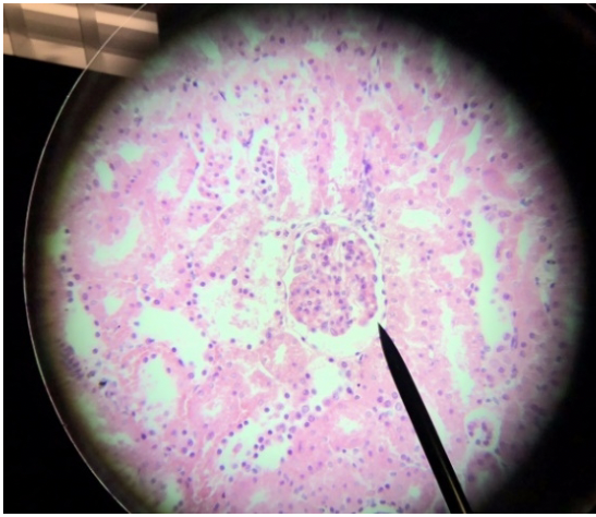 Simple Squamous Epithelium Slide Labeled
