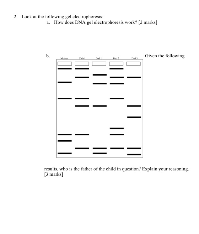 Solved 2. Look at the following gel electrophoresis: a. How | Chegg.com