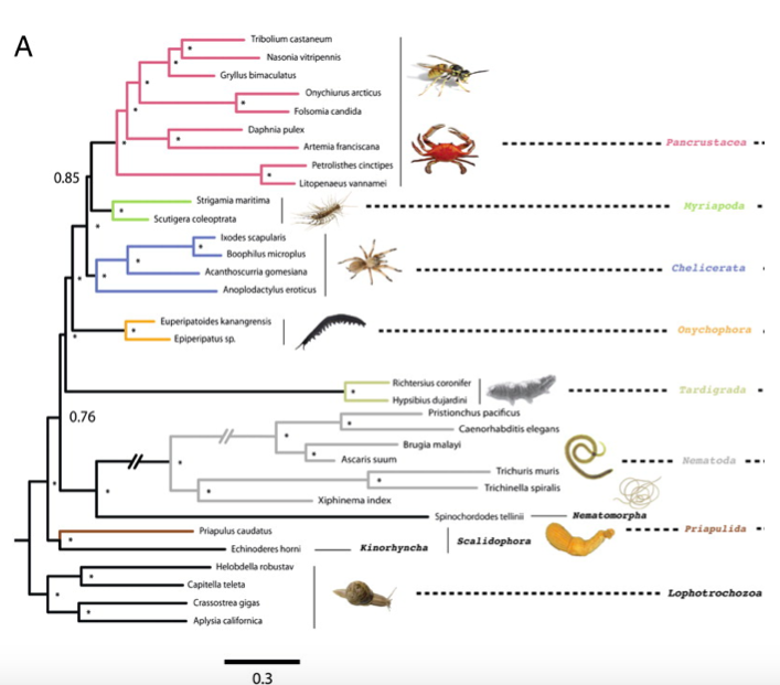 Solved 4. [Presentation 1.6] Use the tree below (from | Chegg.com