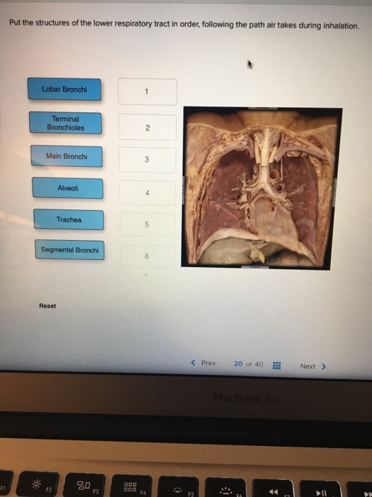 Solved Put the structures of the lower respiratory tract in | Chegg.com