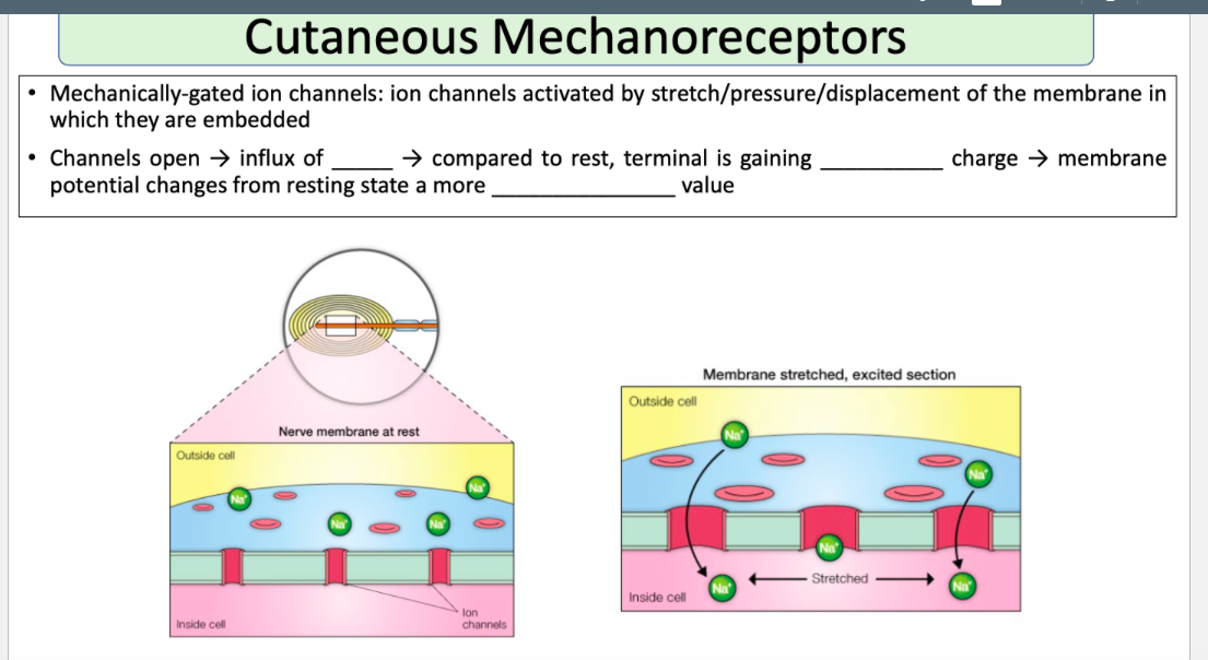 Solved - Mechanically-gated ion channels: ion channels | Chegg.com