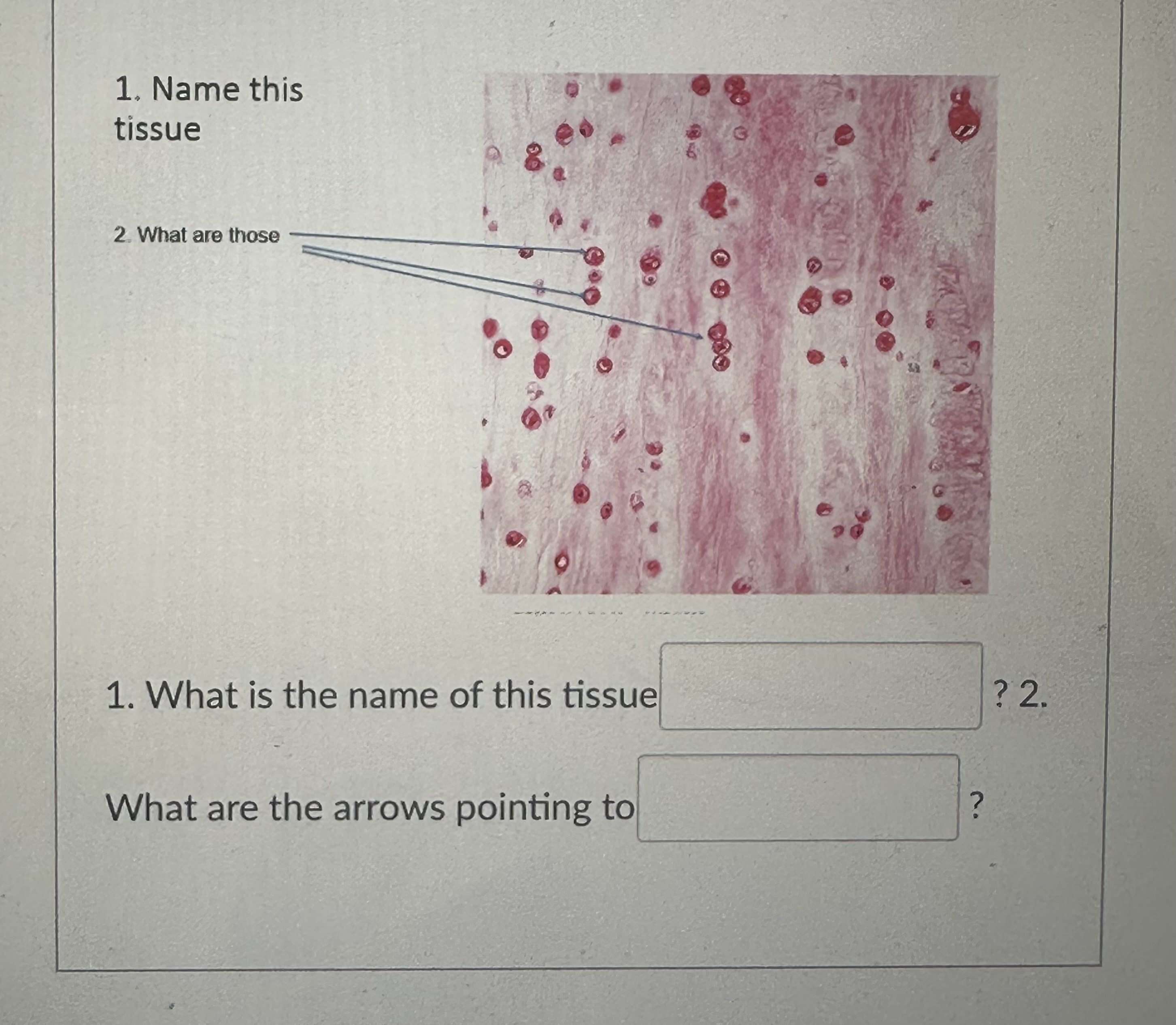 Solved What is the name of this tissue ? 2 . What are the | Chegg.com