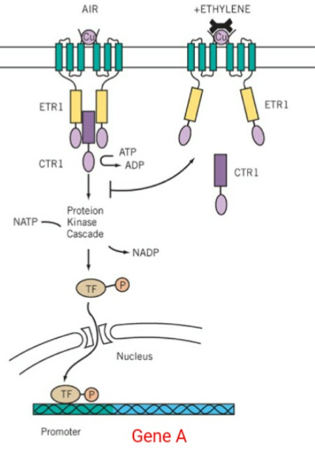 Solved Ethylene signaling pathway is shown on the right. | Chegg.com