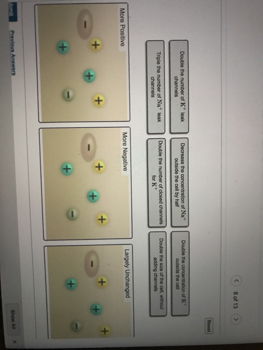 Solved 8 of 13> Double the number of K+ leak channels of Na+ | Chegg.com