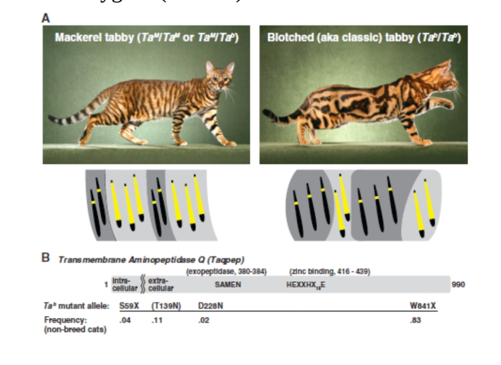 1. The tabby coat patterning of cat species is | Chegg.com