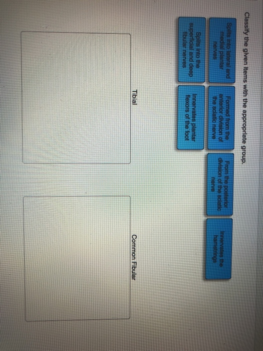 Solved group. From the medial pla anterior division | Chegg.com