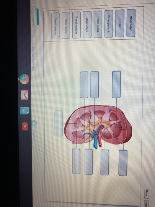 Solved (Chap 25 Art-labeling Activity: Figure 25.12d ation | Chegg.com