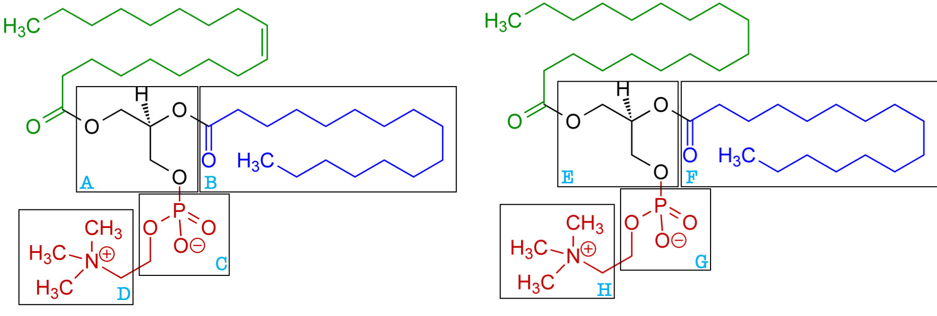 Solved Both structures are showing phosphatidylcholine. Look | Chegg.com