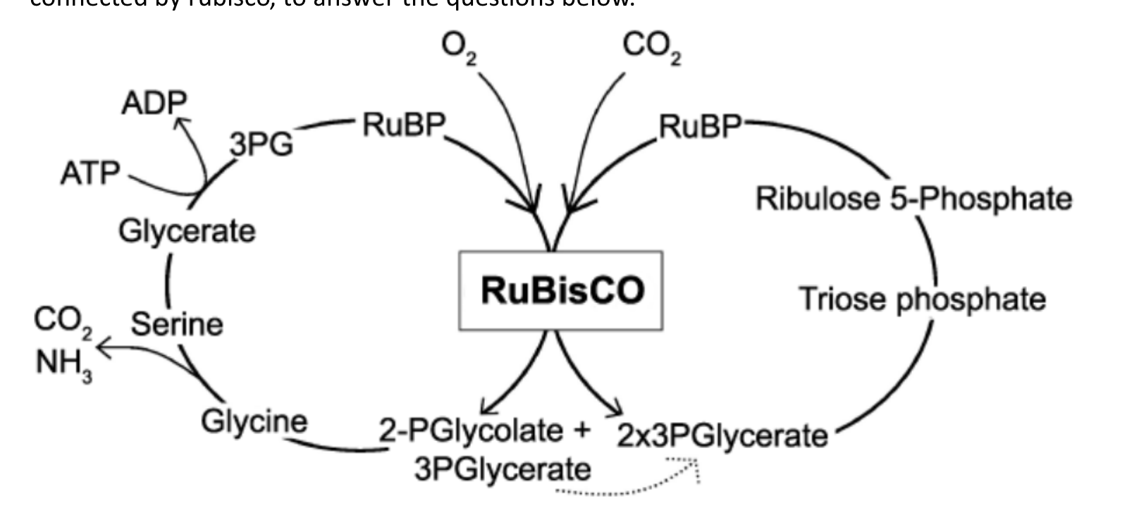What is RuBisCO, what are the two pathways, and under | Chegg.com