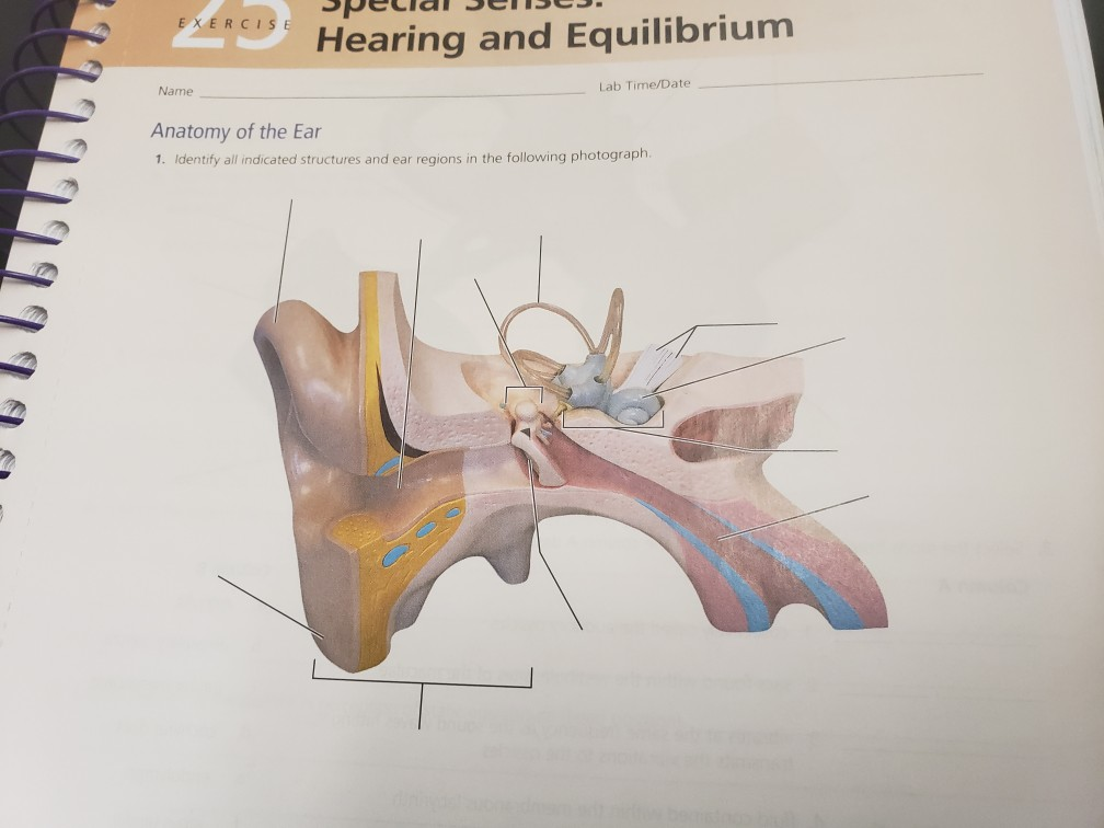 Solved 2 EXER CI Hearing and Equilibrium Lab Time/Date Name | Chegg.com Solved 2 EXER CI Hearing and Equilibrium Lab Time/Date Name | Chegg.com