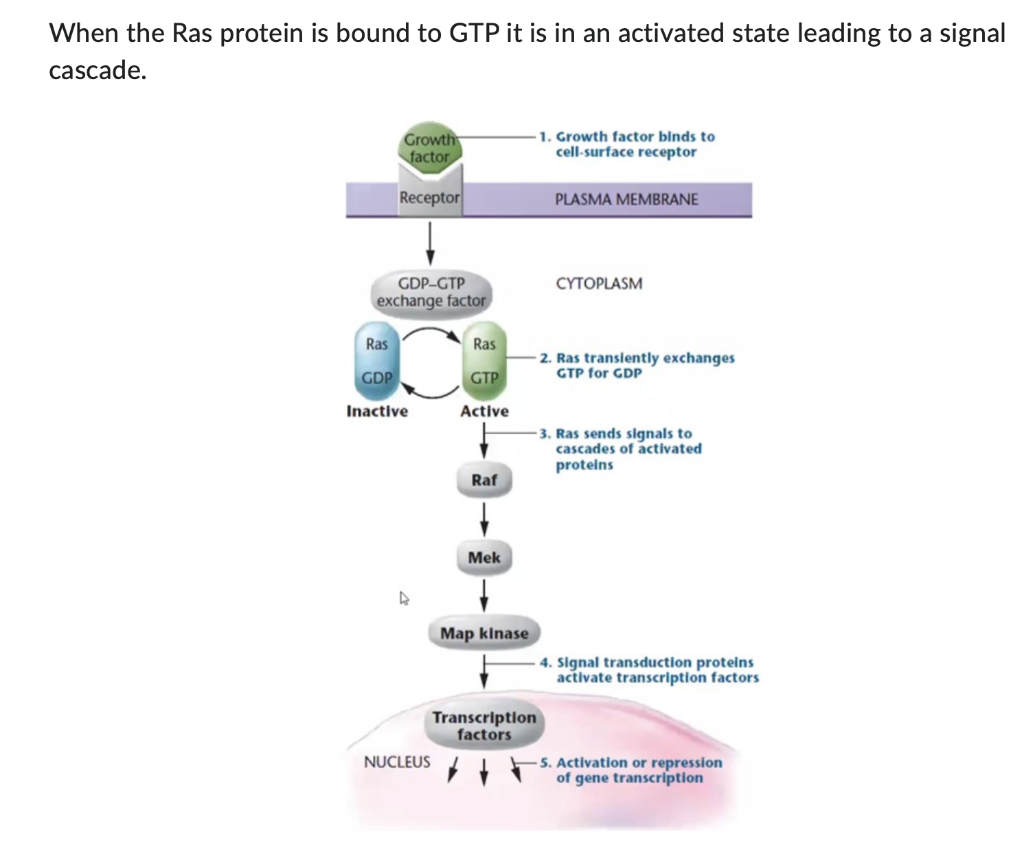 Solved When the Ras protein is bound to GTP it is in an | Chegg.com