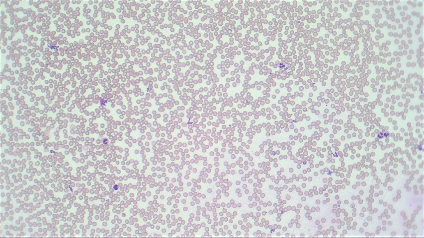 Solved 1. ﻿Describe the function and appearance of the five | Chegg.com