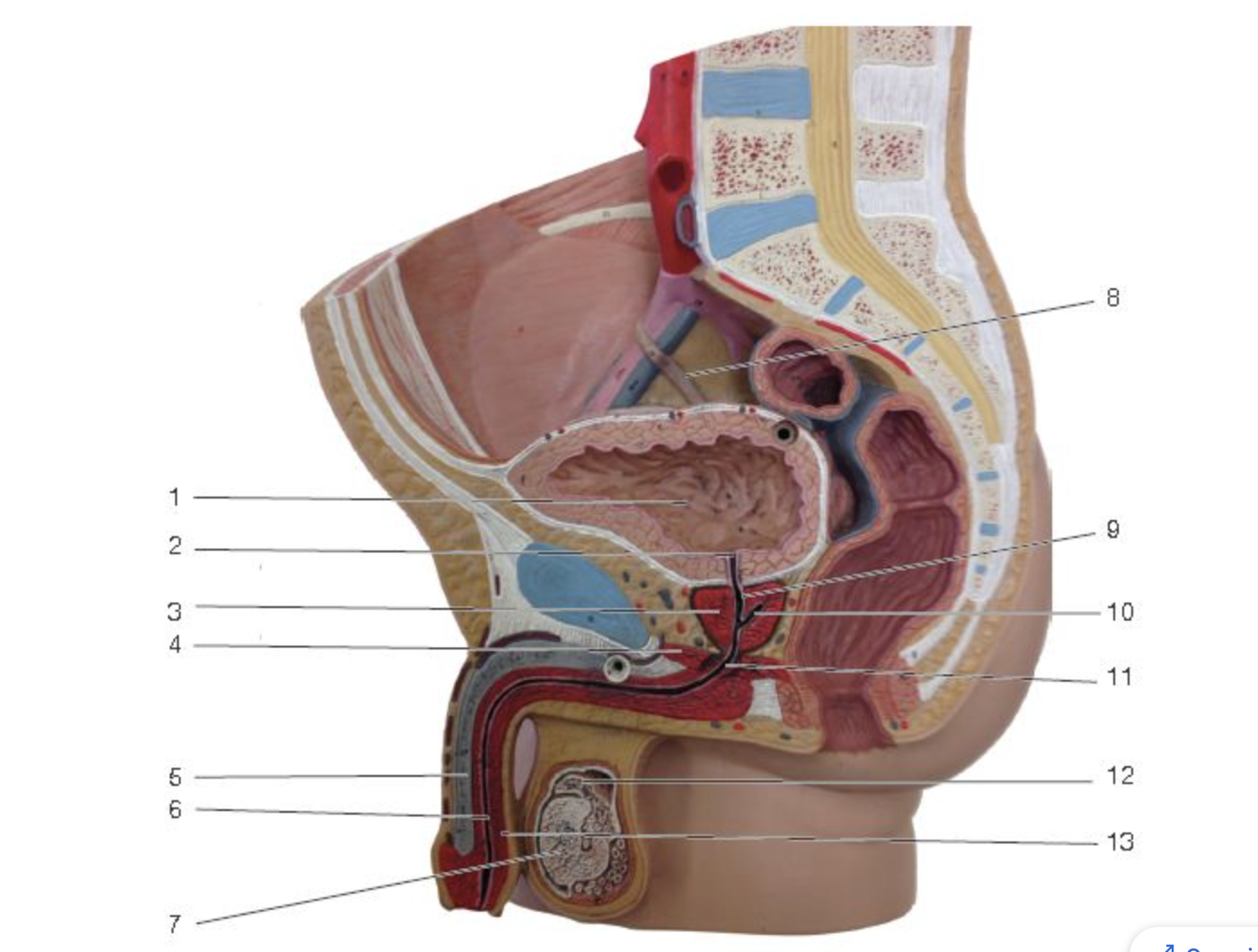 Solved i need help labeling 1-13 | Chegg.com