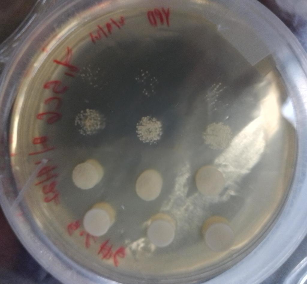 Report the results of your spot plate: Complete the | Chegg.com