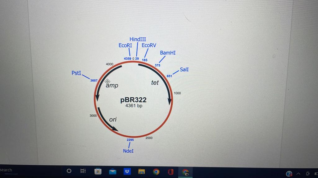 Solved Using the following map of an pBR322 plasmid (4,361 | Chegg.com