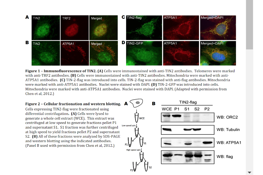 A TIN2 TRF2 Merged C TIN2-flag ATP5A1 Merged+DAPI B В | Chegg.com