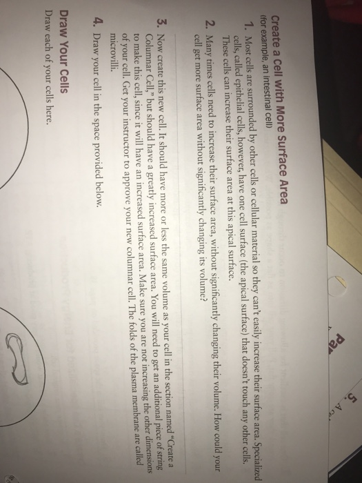 Solved Create a Cell with More Surface Area (for example, an | Chegg.com