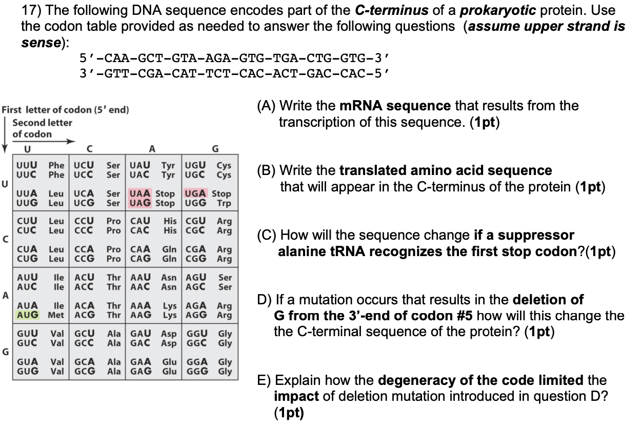 Solved 17) The following DNA sequence encodes part of the | Chegg.com