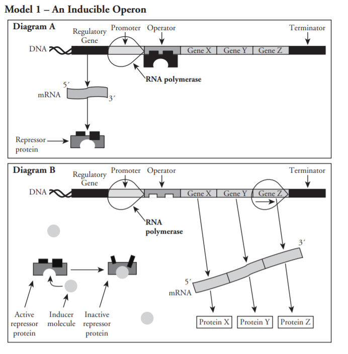 Solved Model 1 - An Inducible Operon Diagram A Regulatory | Chegg.com