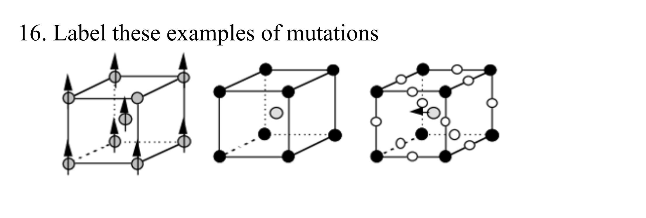 Solved 16. Label these examples of mutations | Chegg.com