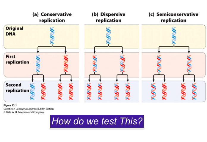 Solved (a) Conservative replication (b) Dispersive | Chegg.com