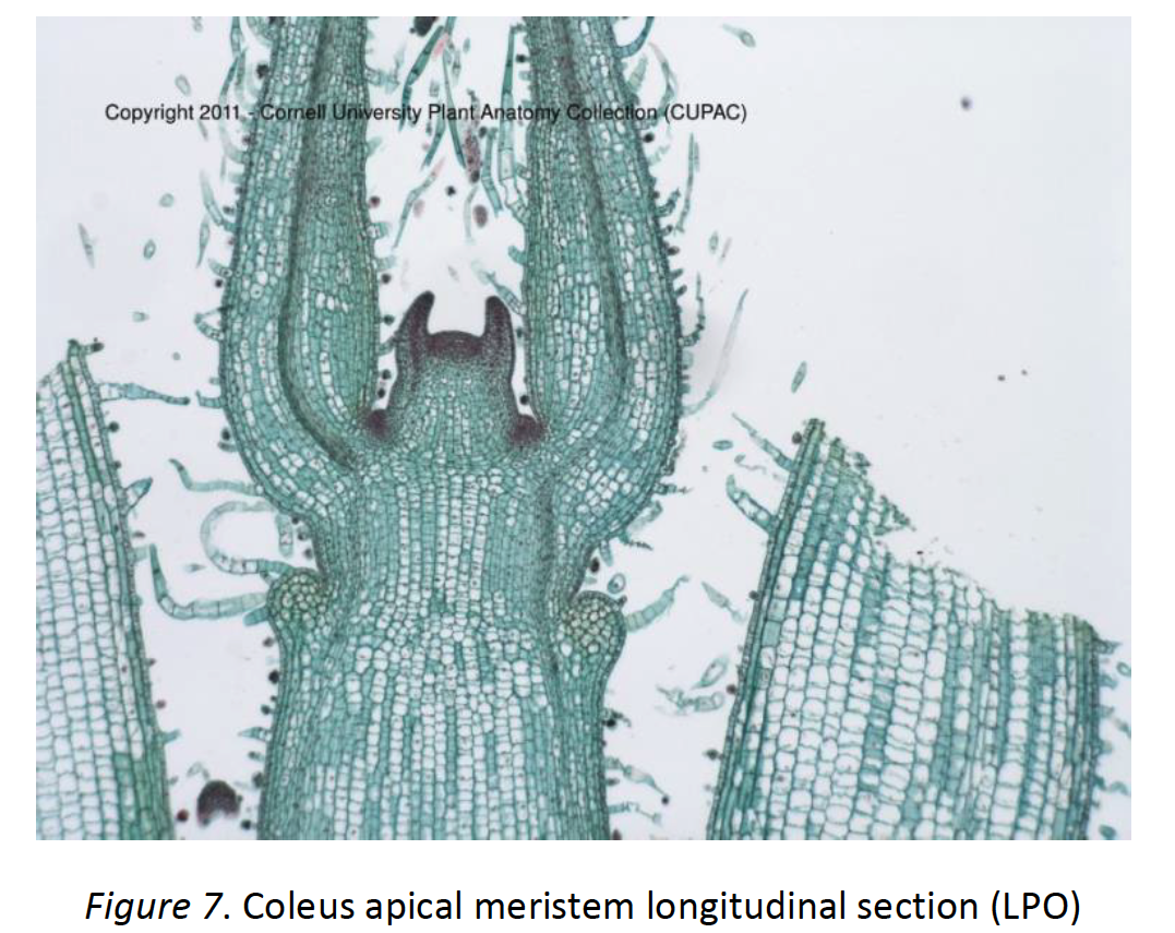 Solved Observe the Coleus herbaceous stem tip figure. Look | Chegg.com