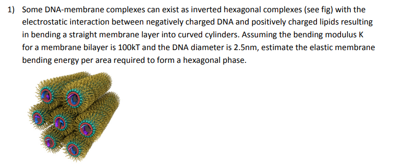 Solved Some DNA-membrane complexes can exist as inverted | Chegg.com
