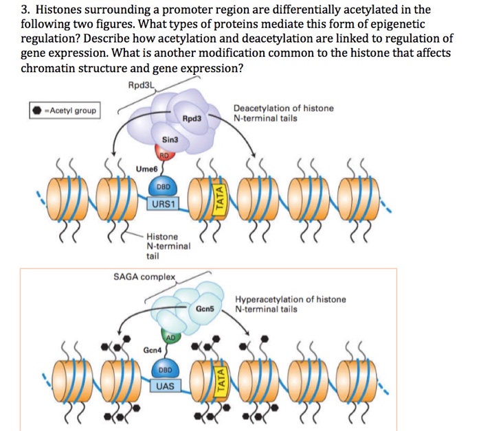Solved 3. Histones surrounding a promoter region are | Chegg.com