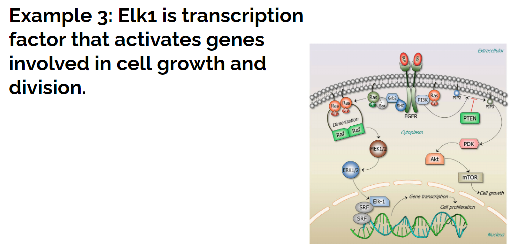 Solved In the Elk1 example, what types of gene expression | Chegg.com
