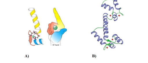 5. EF-hand motifs (A) are commonly found in various | Chegg.com