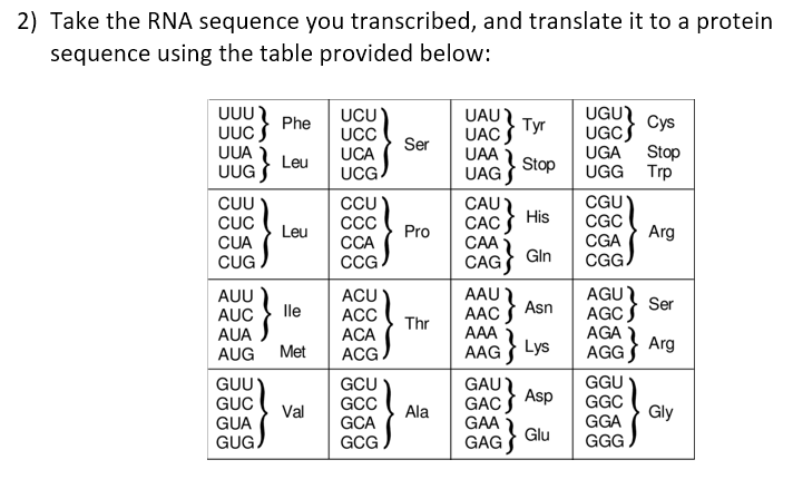 Solved 2) Take the RNA sequence you transcribed, and | Chegg.com