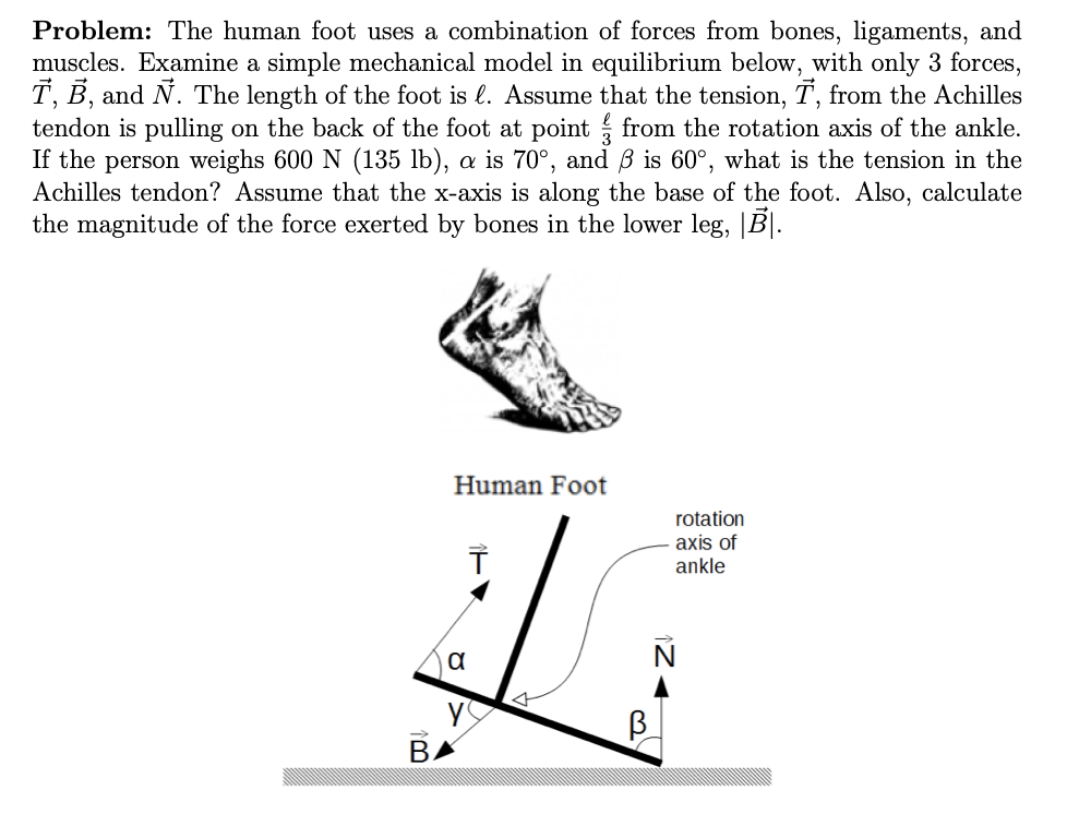 Solved Problem: The human foot uses a combination of forces | Chegg.com