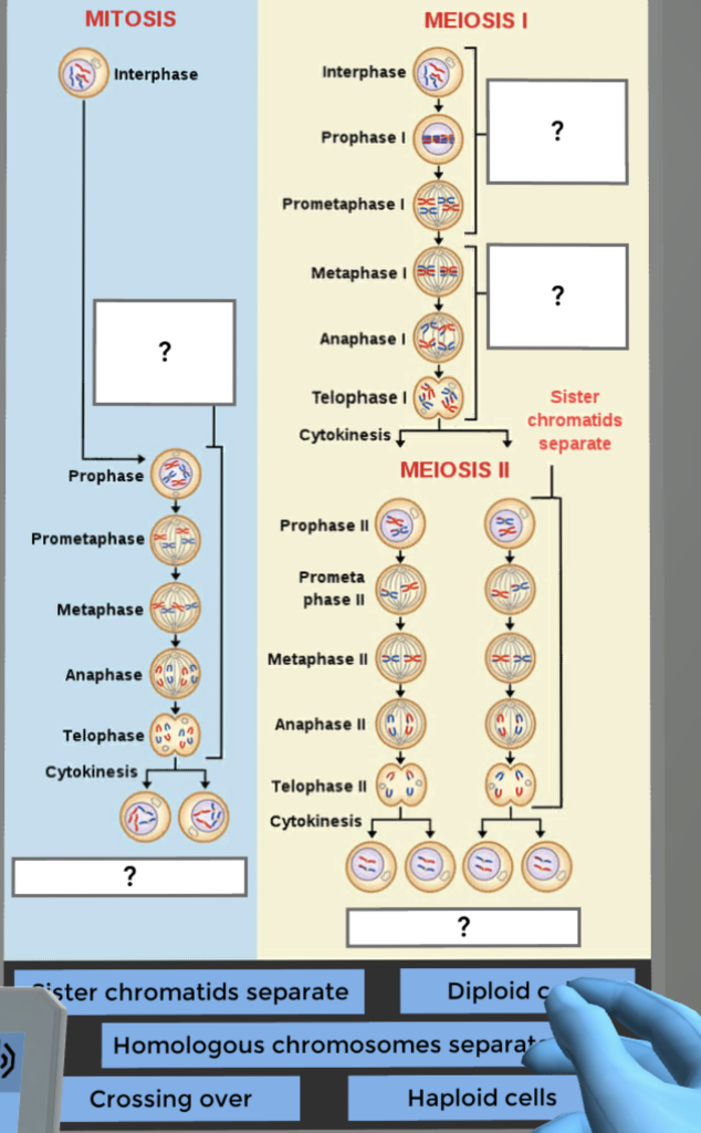 Solved MITOSIS MEIOSISI 1 Interphase Interphase I Prophase ? | Chegg.com
