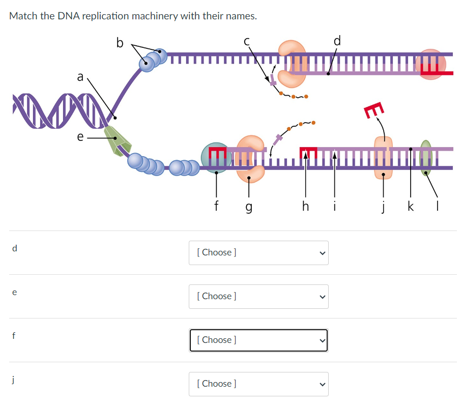 Match the DNA replication machinery with their | Chegg.com