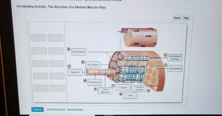 Art Labeling Activity Structure Of A Skeletal Muscle - vrogue.co Art Labeling Activity Structure Of A Skeletal Muscle - vrogue.co