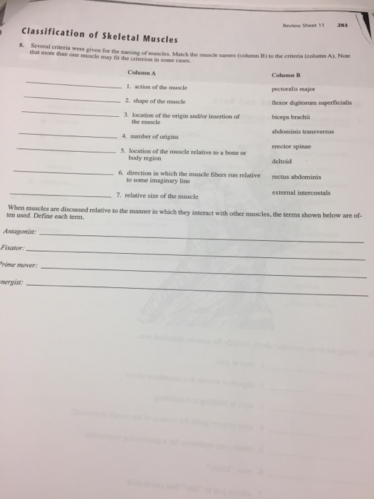 Solved 283 Review Sheet 11 Classification of Skeletal | Chegg.com