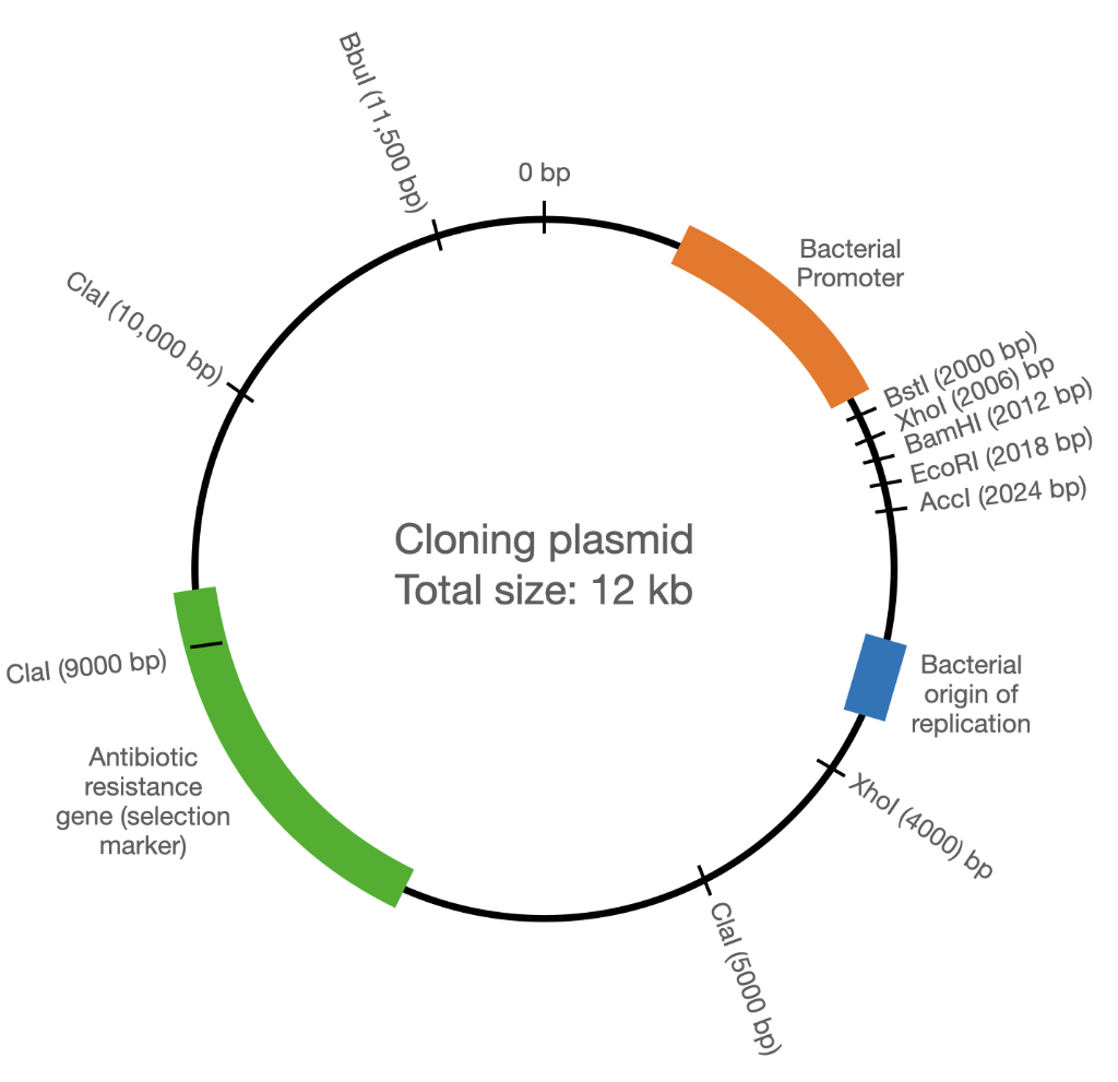 Solved The sequences cut by each restriction enzyme are | Chegg.com