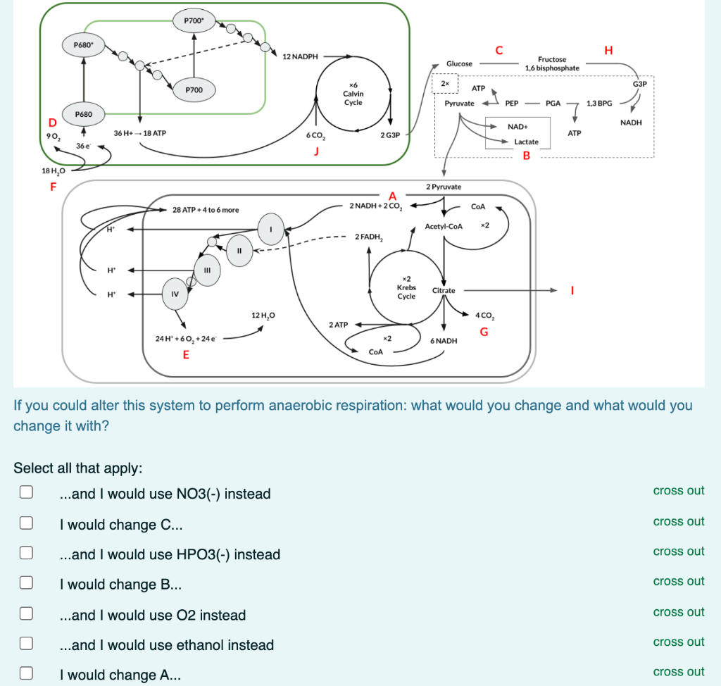 P700 P680 H 12 NADPH Glucose Fructose 1,6 | Chegg.com