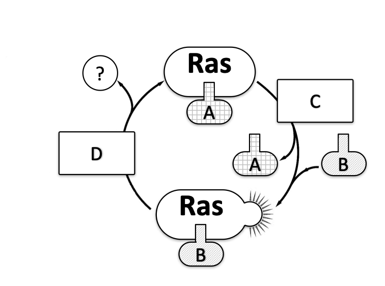 Solved The diagram below represents the cycle of | Chegg.com