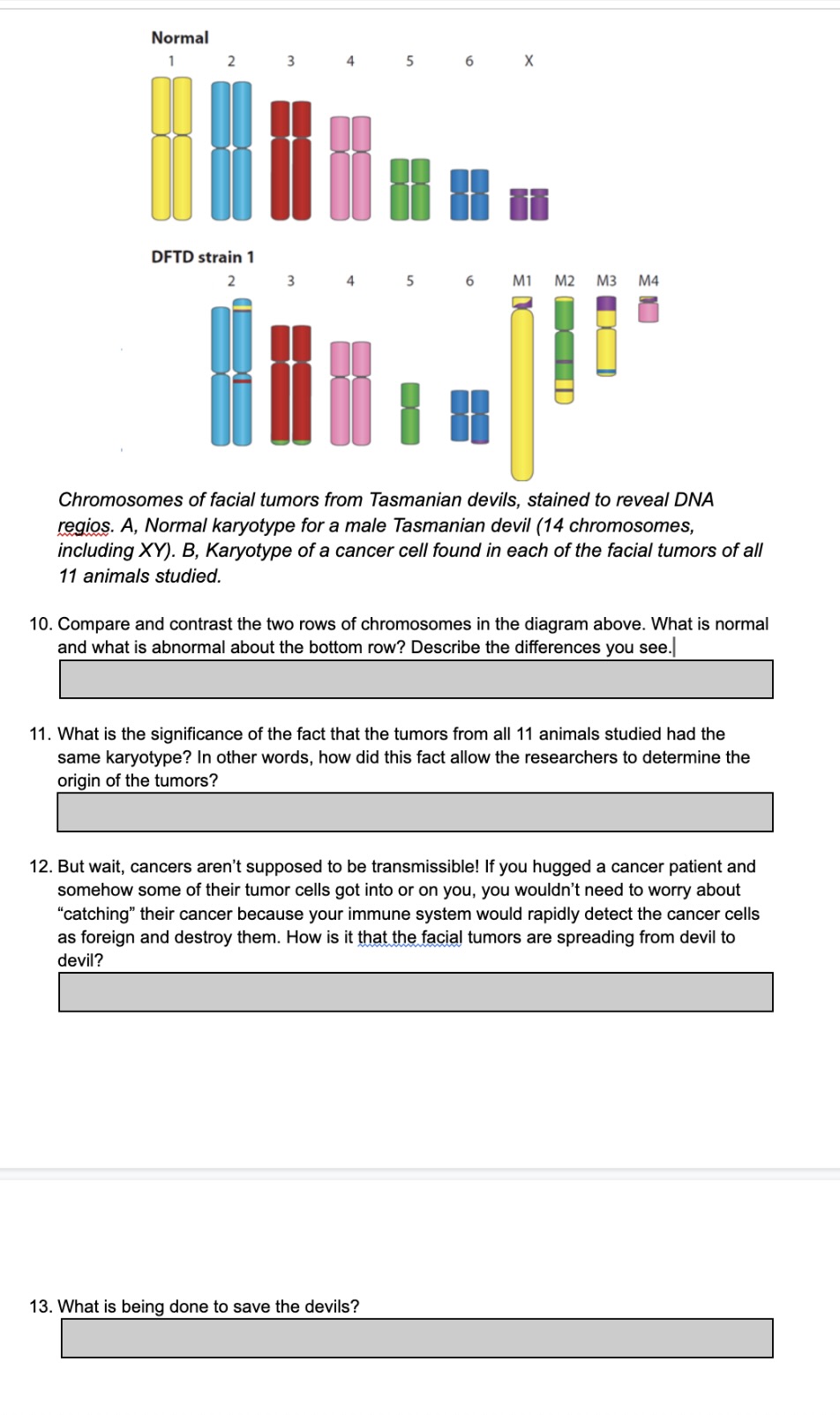 Chromosomes of facial tumors from Tasmanian devils, | Chegg.com
