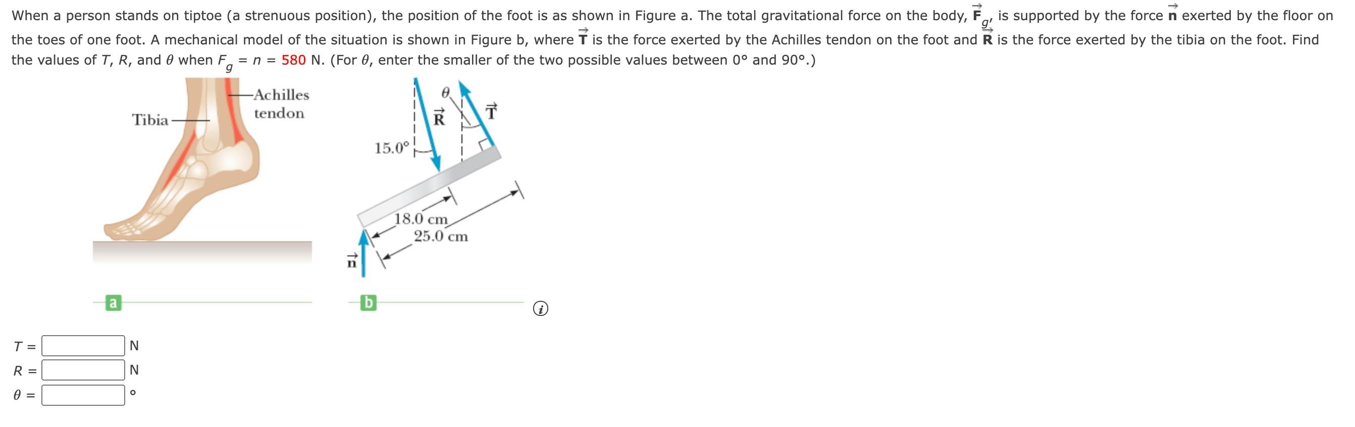 Solved When a person stands on tiptoe (a strenuous | Chegg.com
