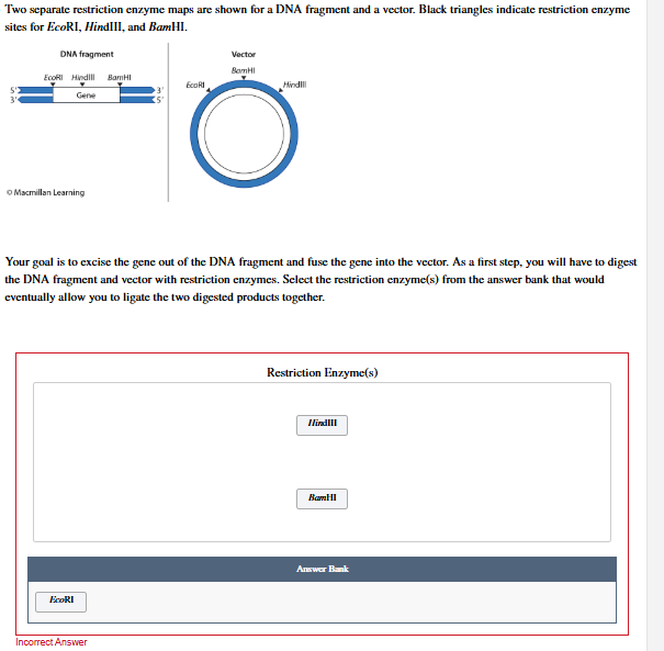 Solved Two separate restriction enzyme maps are shown for a | Chegg.com