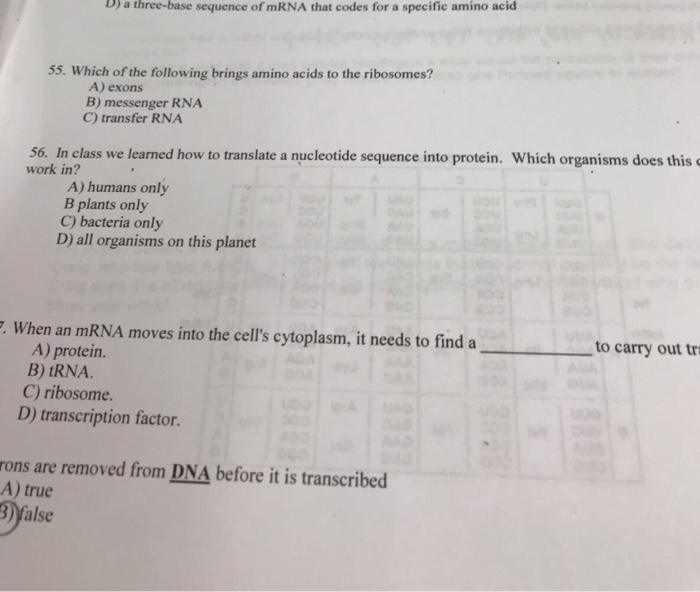 Solved D) a three-base sequence of mRNA that codes for a | Chegg.com