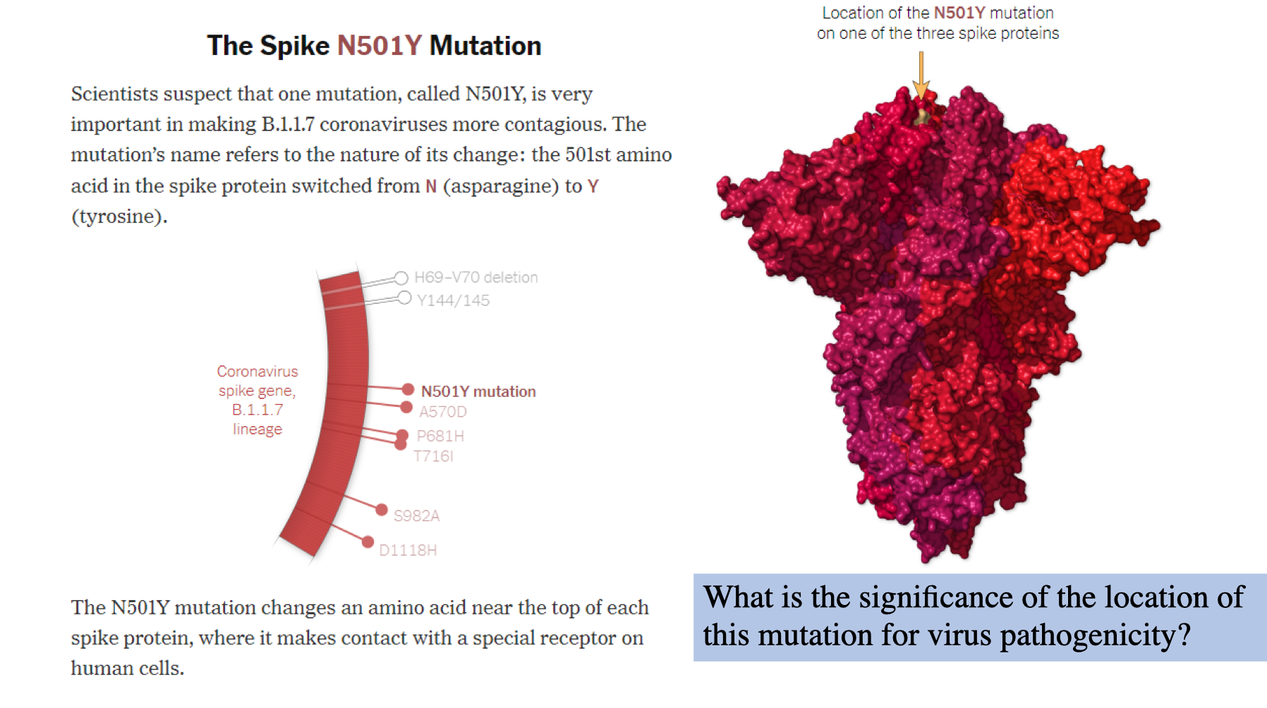 Solved Location of the N501Y mutation on one of the three | Chegg.com