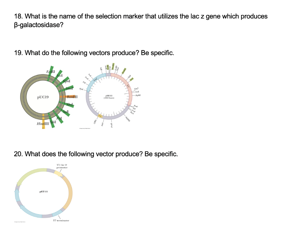 Solved 18. What is the name of the selection marker that | Chegg.com