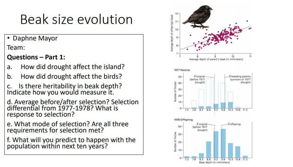 Solved 12- Beak size evolution 11- 10- Average depth of | Chegg.com