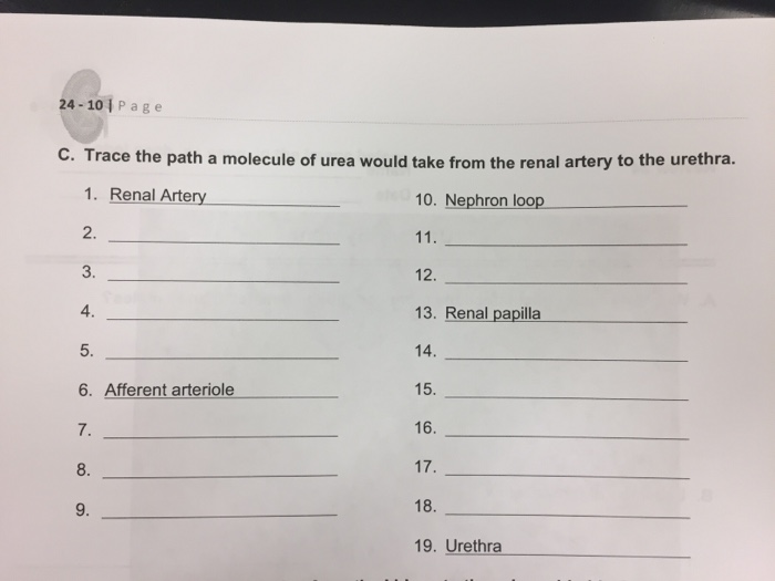 Solved 24 101 P a g e C. Trace the path a molecule of urea | Chegg.com