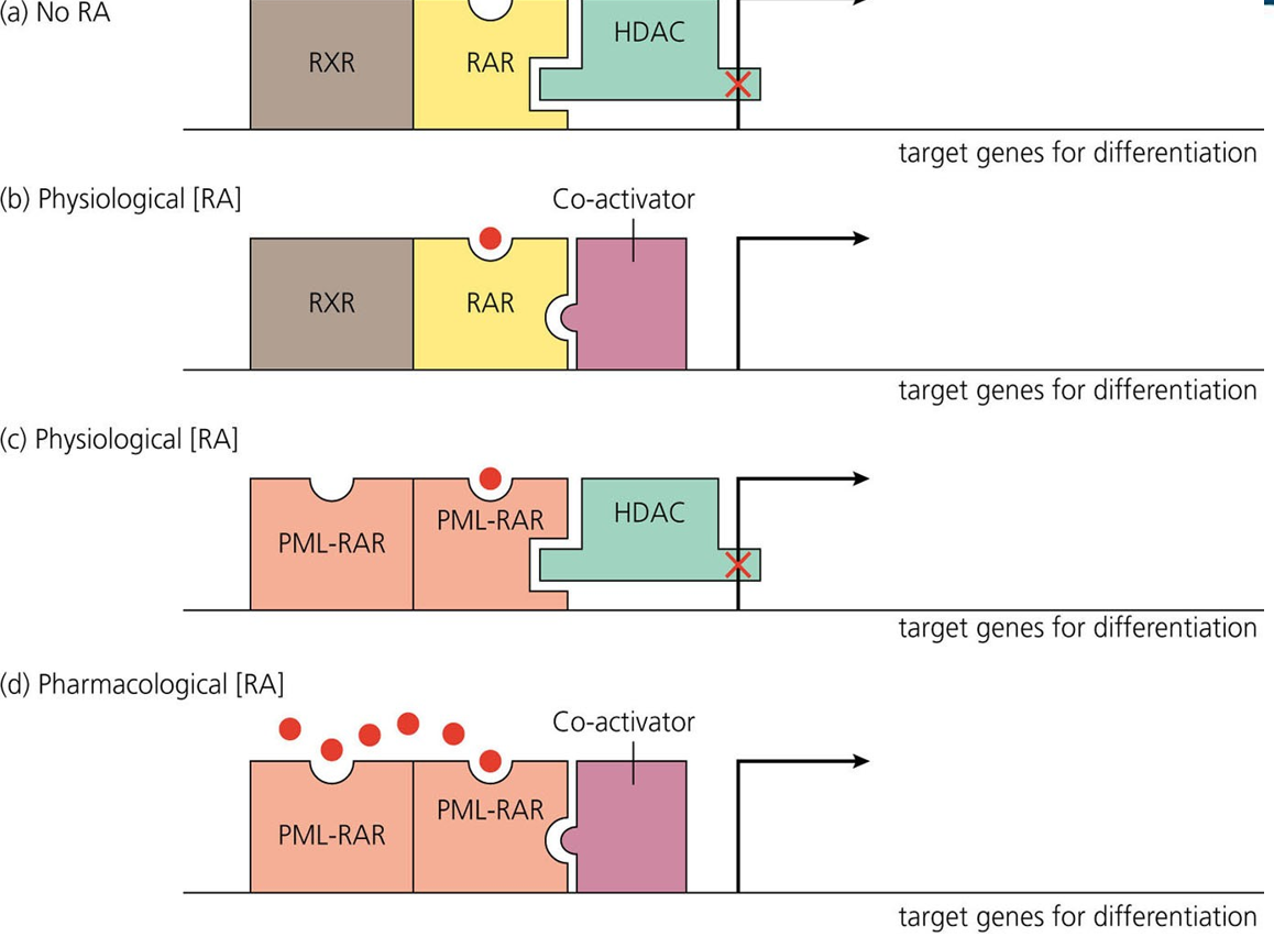 Solved Describe Retinoid treatment for APL using the figure. | Chegg.com