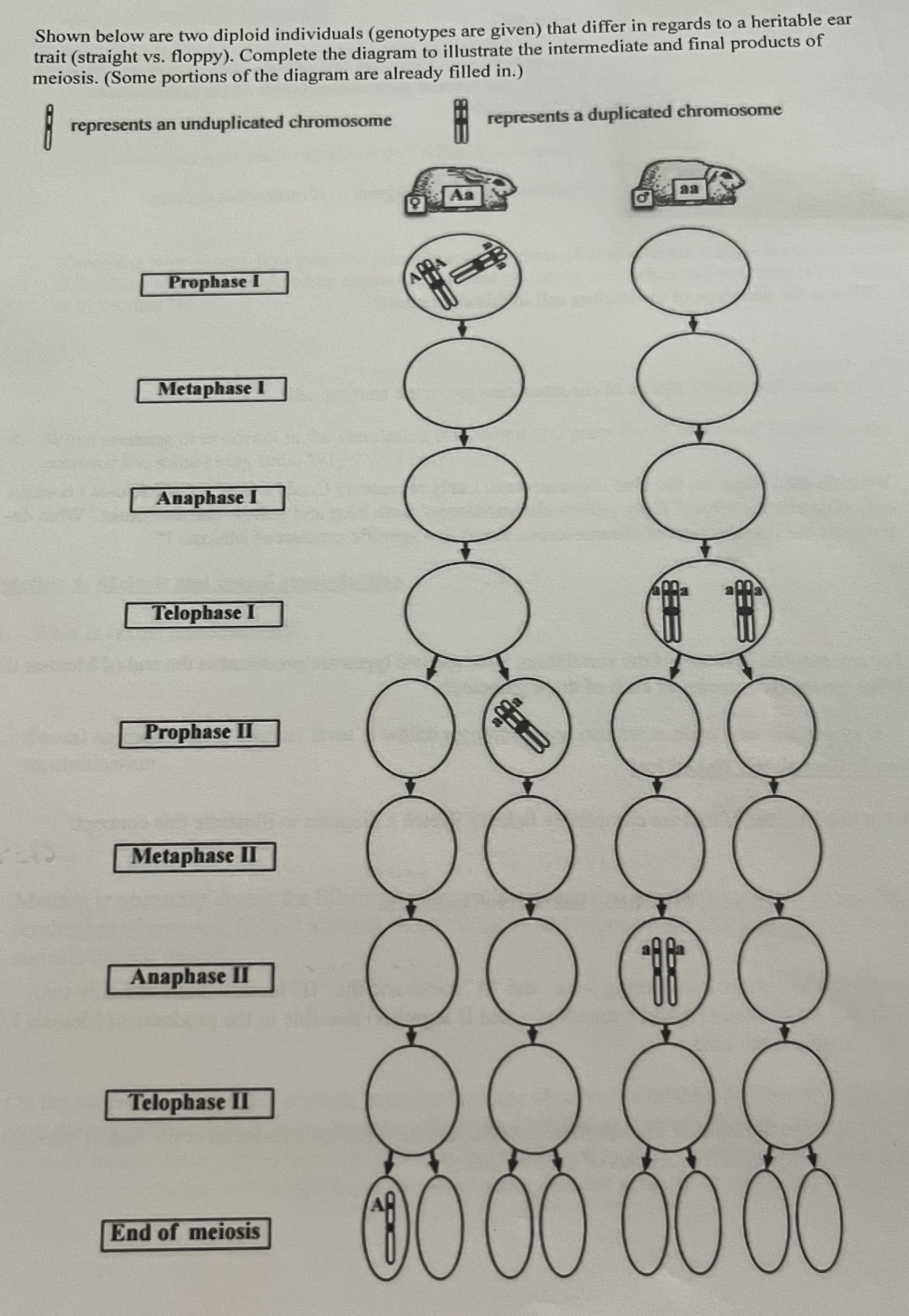 Solved Shown below are two diploid individuals (genotypes | Chegg.com Solved Shown below are two diploid individuals (genotypes | Chegg.com