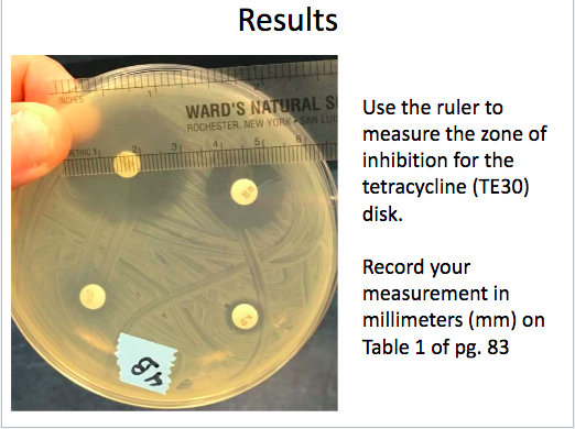 Solved Measuring Sensitivity to Antimicrobial Agents | Chegg.com